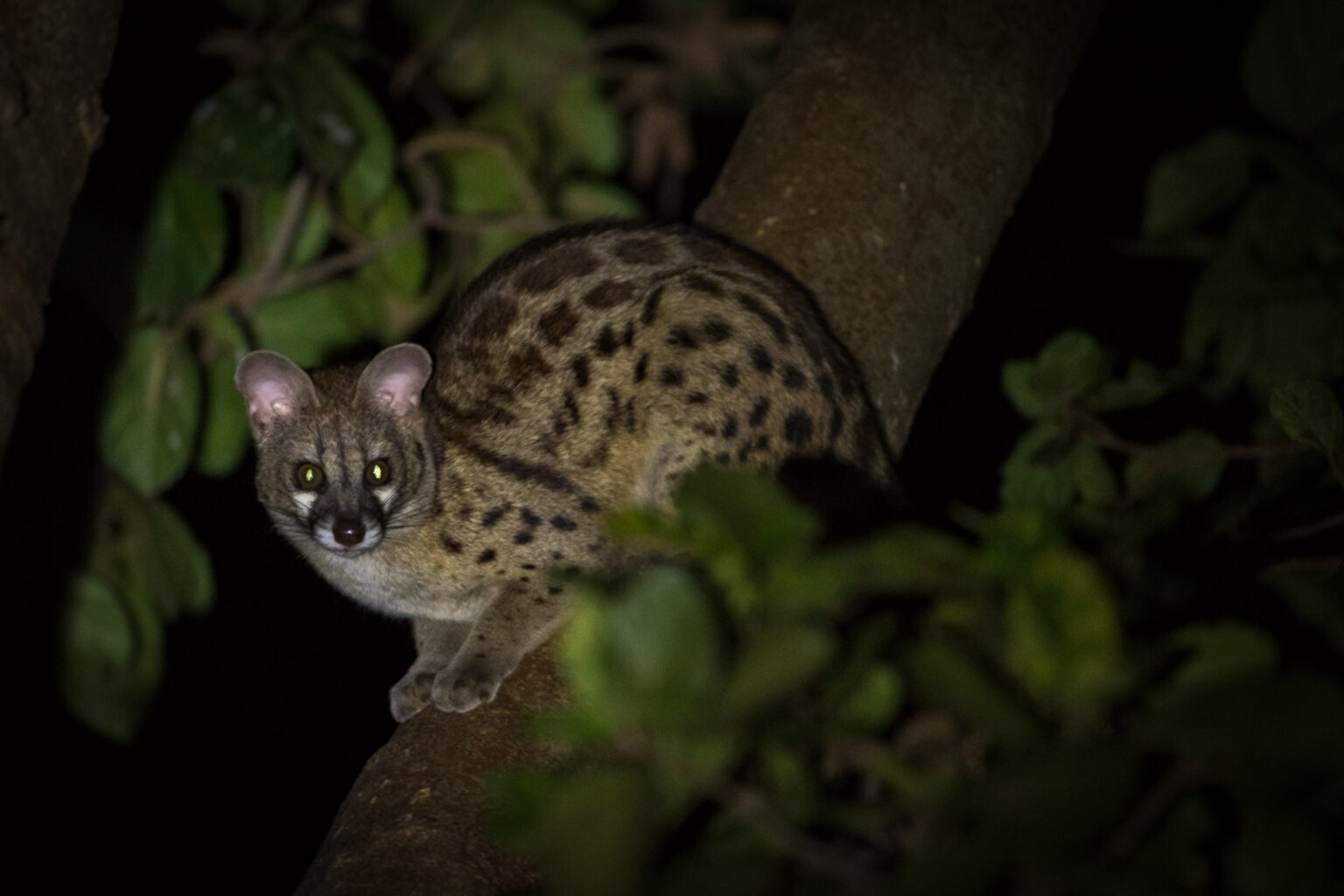 Critter Encounters in the Wild: Surprising Small Sightings on Safari